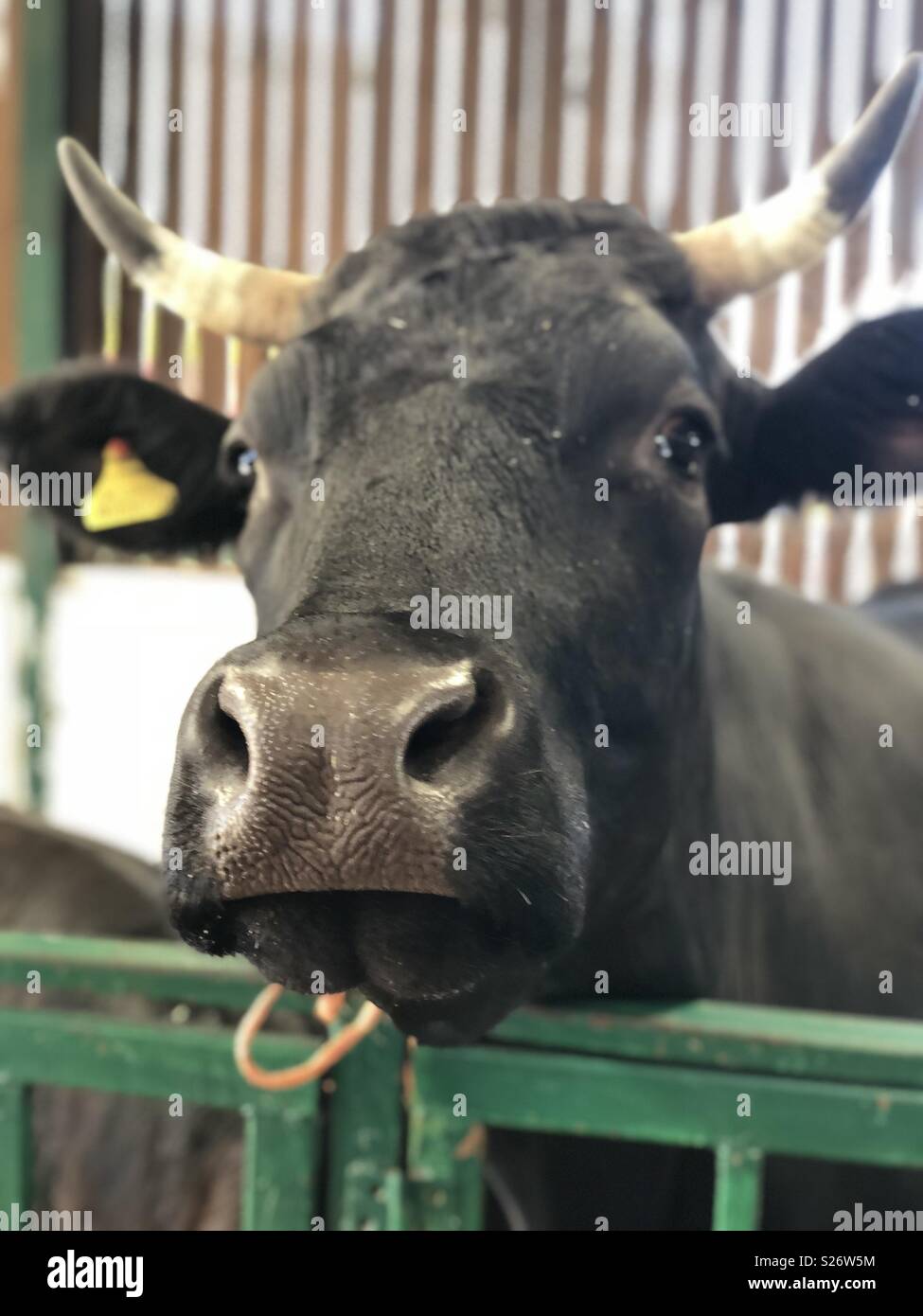 Bull livestock hi-res stock photography and images - Alamy