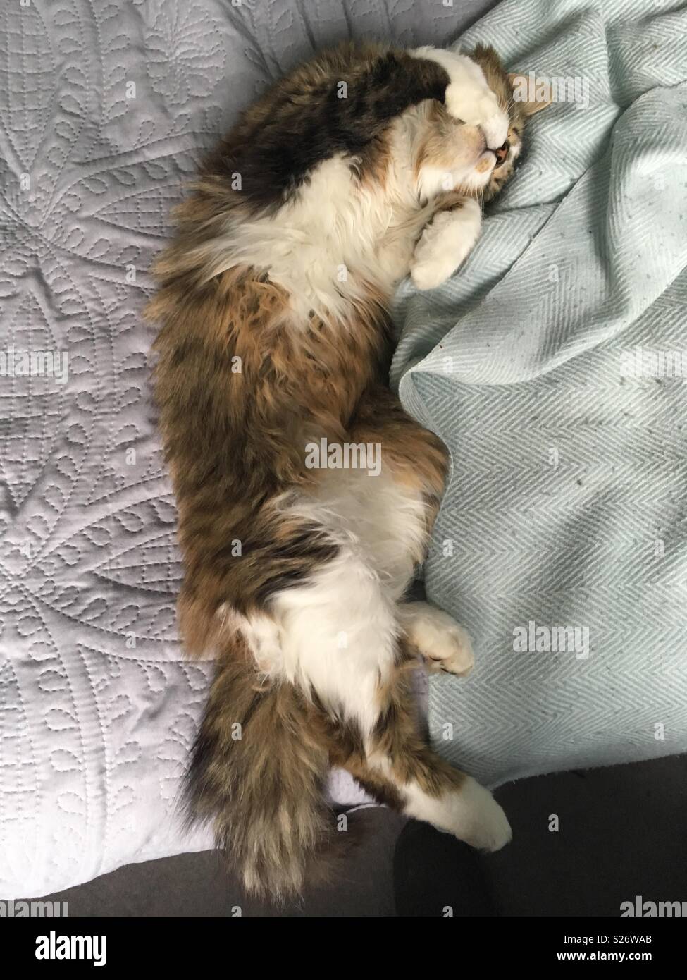 Life of a cat Stock Photo - Alamy