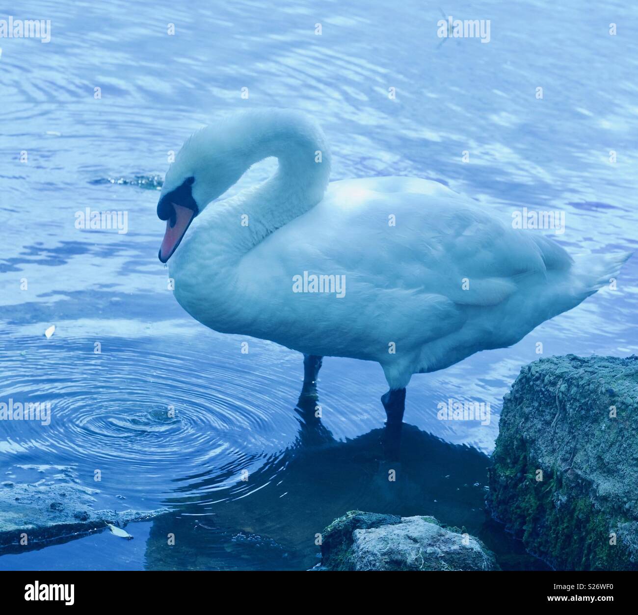 Swan looking at his reflection Stock Photo - Alamy