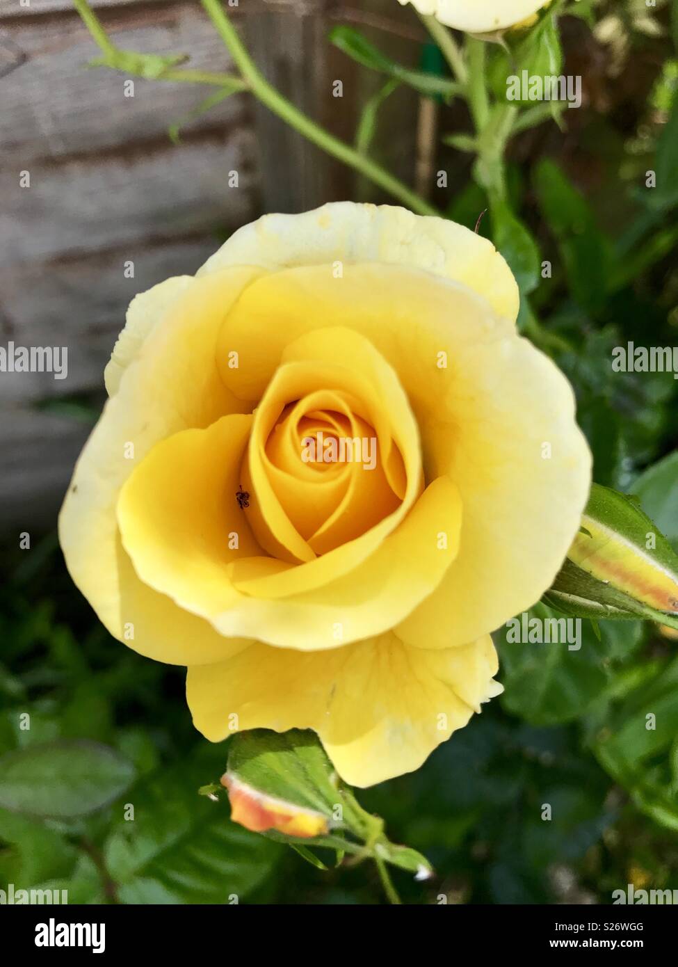 Yellow flowering rose Stock Photo - Alamy