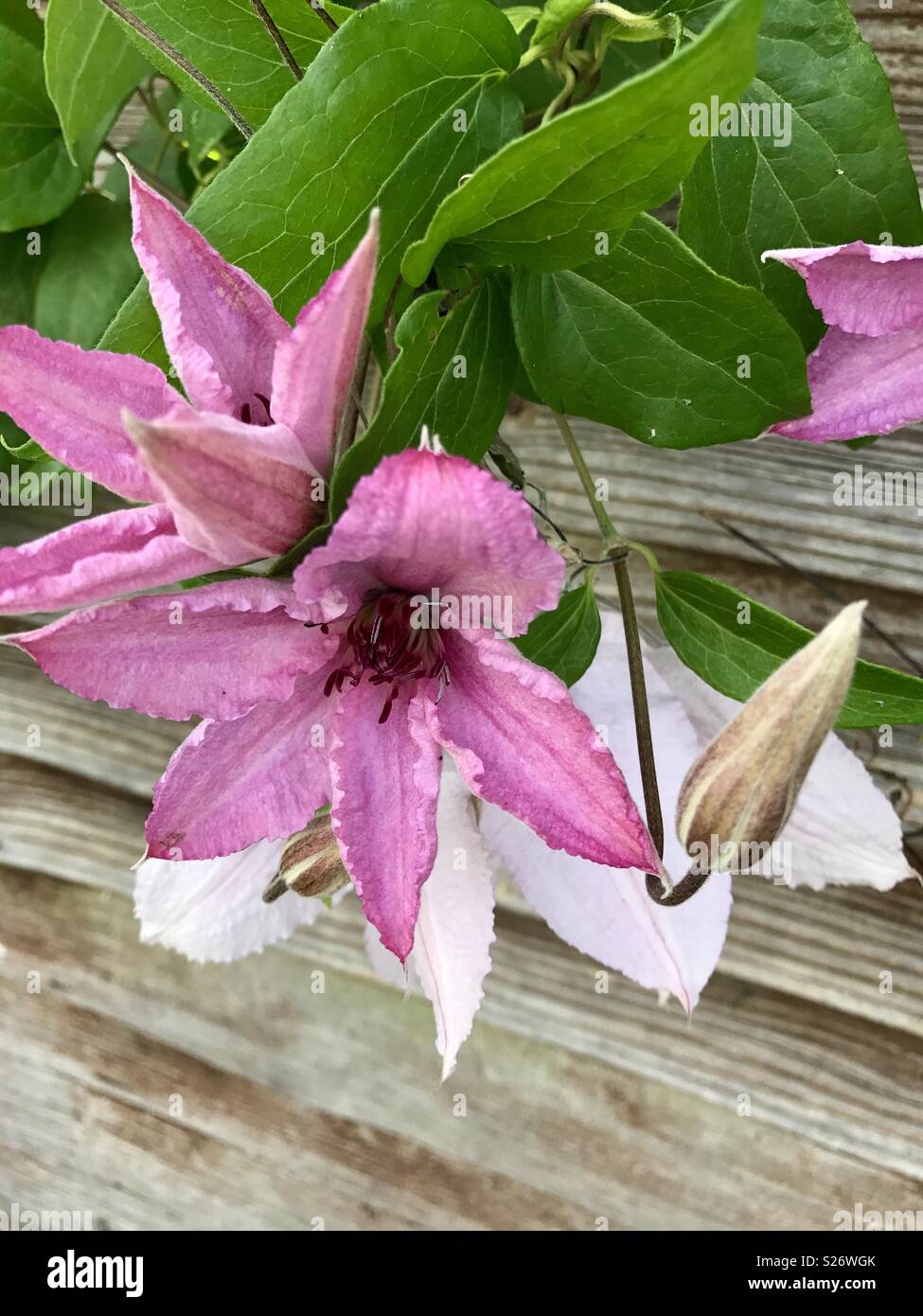 Clematis buds hi-res stock photography and images - Alamy