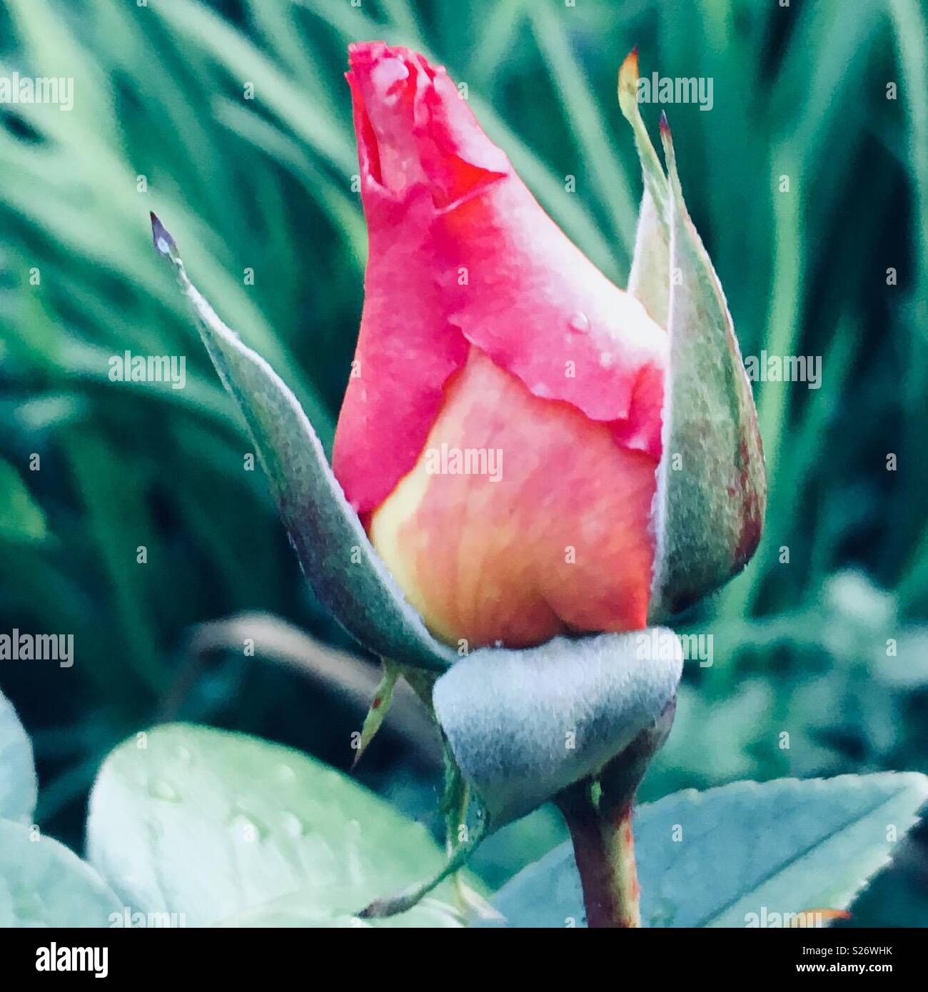 Beautiful rose bud ready to open into a magnificent flower Stock Photo ...