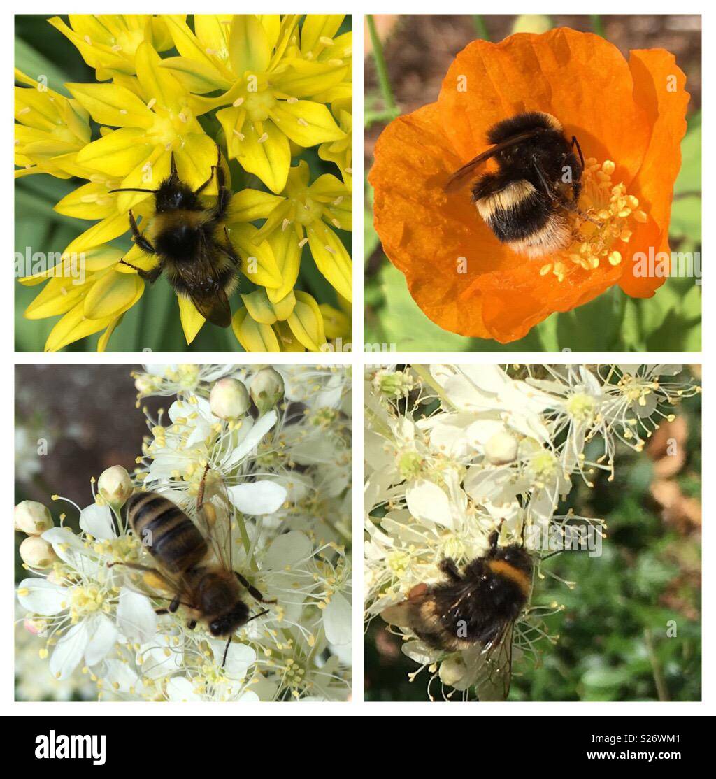 Flora and fauna collage hi-res stock photography and images - Alamy