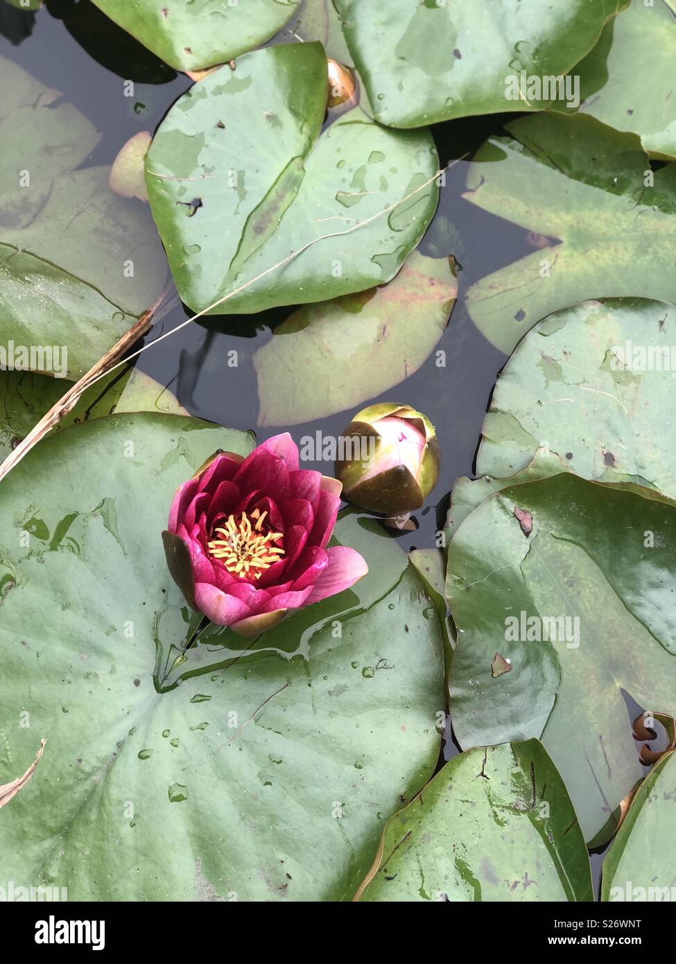 Lilly pad hi-res stock photography and images - Alamy
