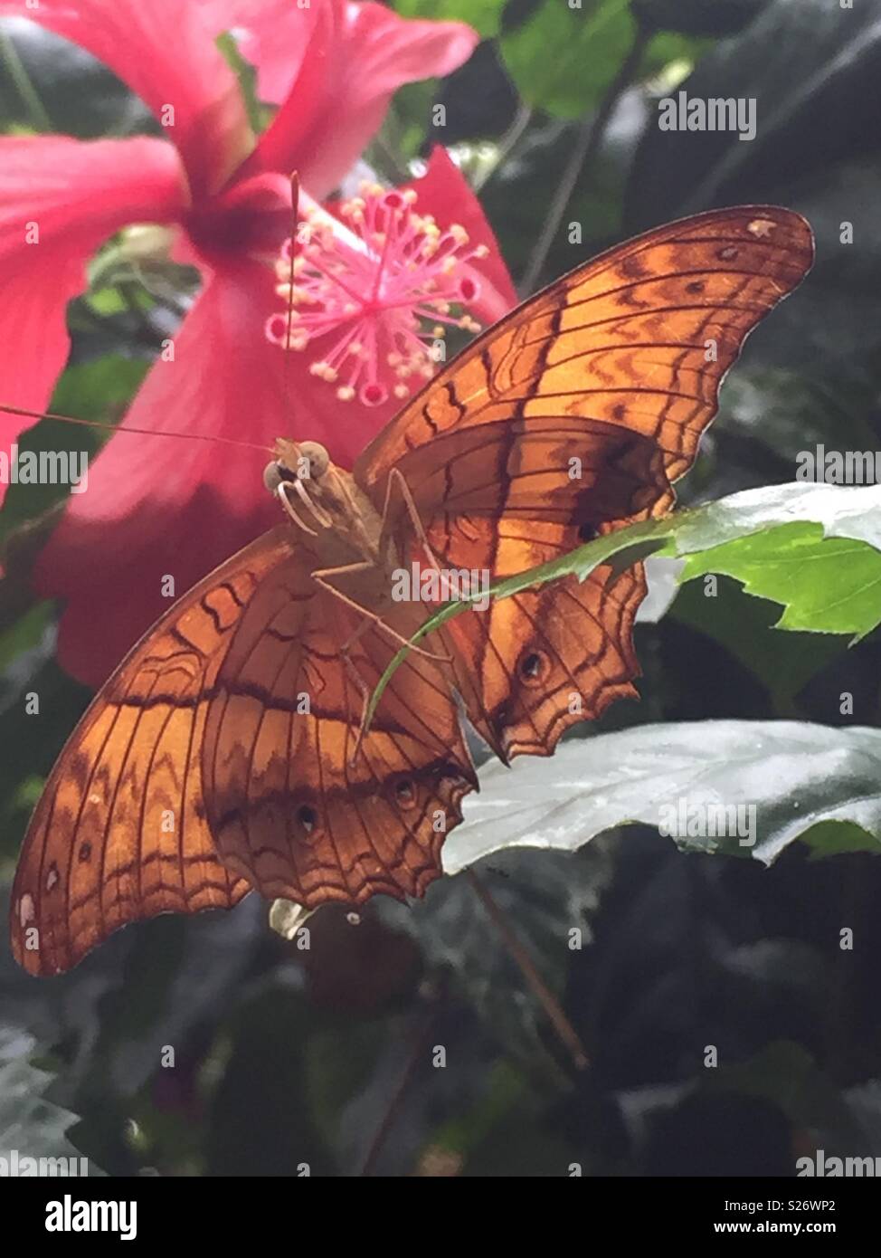 Just Chilling High Resolution Stock Photography and Images - Alamy