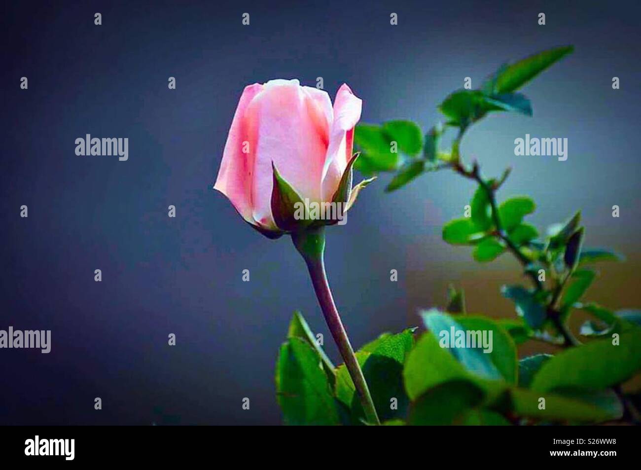 Rose gallery hi-res stock photography and images - Alamy