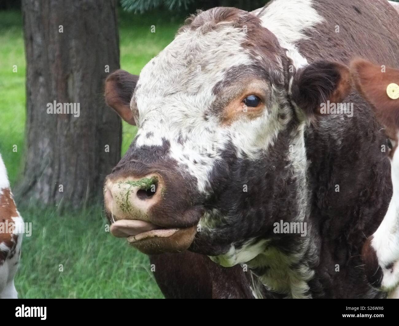 Irish moiled rare breed cattle Stock Photo - Alamy