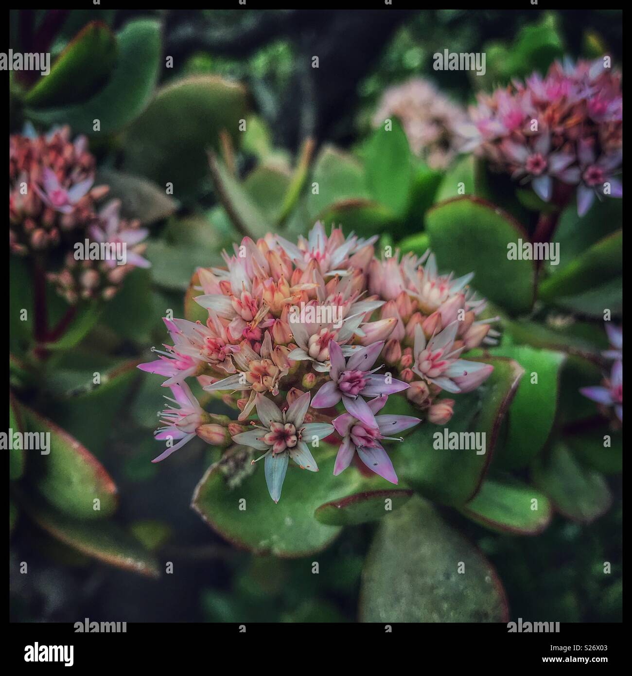 Pale pink flowers of the Crassula ovata,also known as Kerky bush,money ...