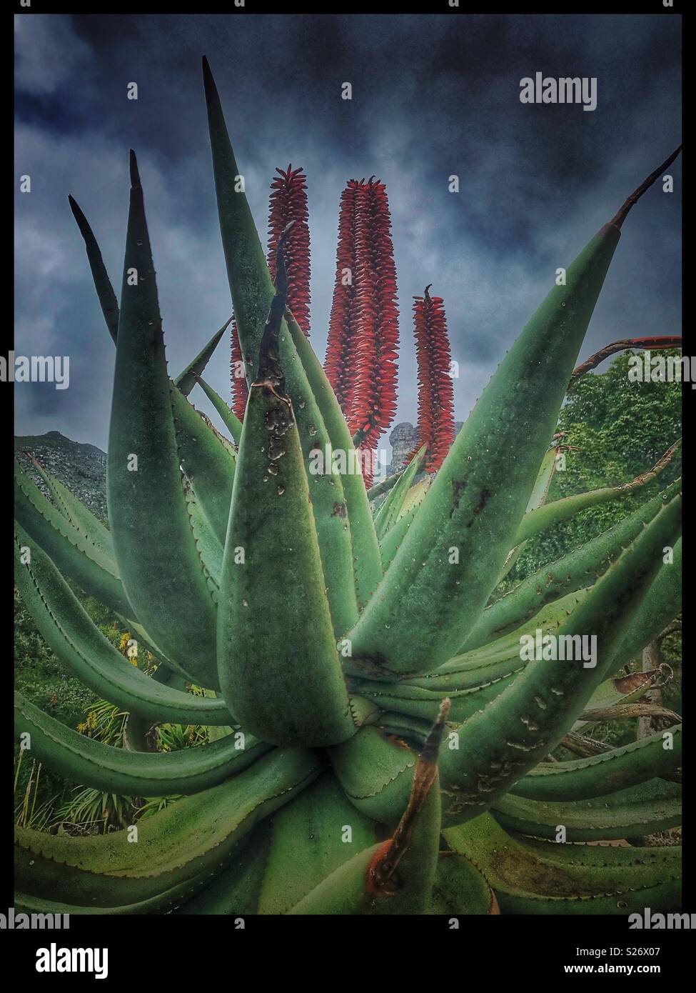 Bitter aloe, Aloe ferox, Kirstenbosch National Botanical Gardens, Cape ...