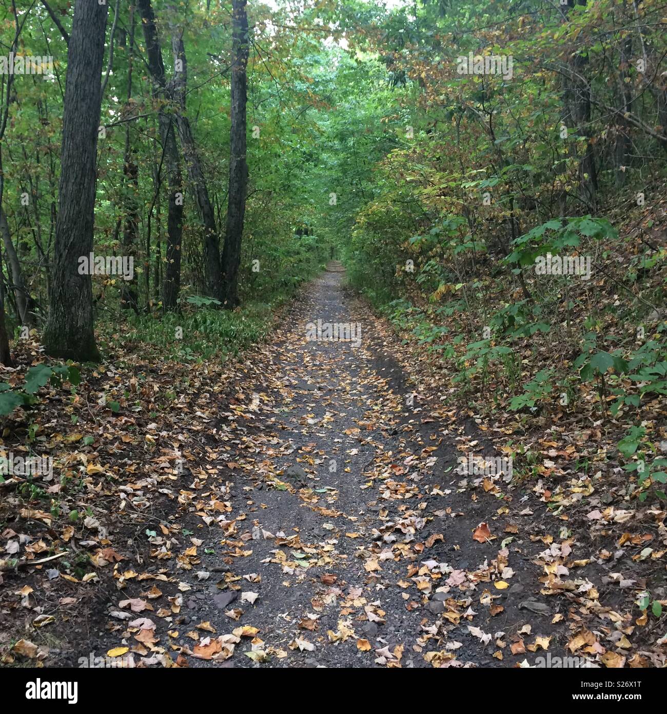 Wooded path hi-res stock photography and images - Alamy