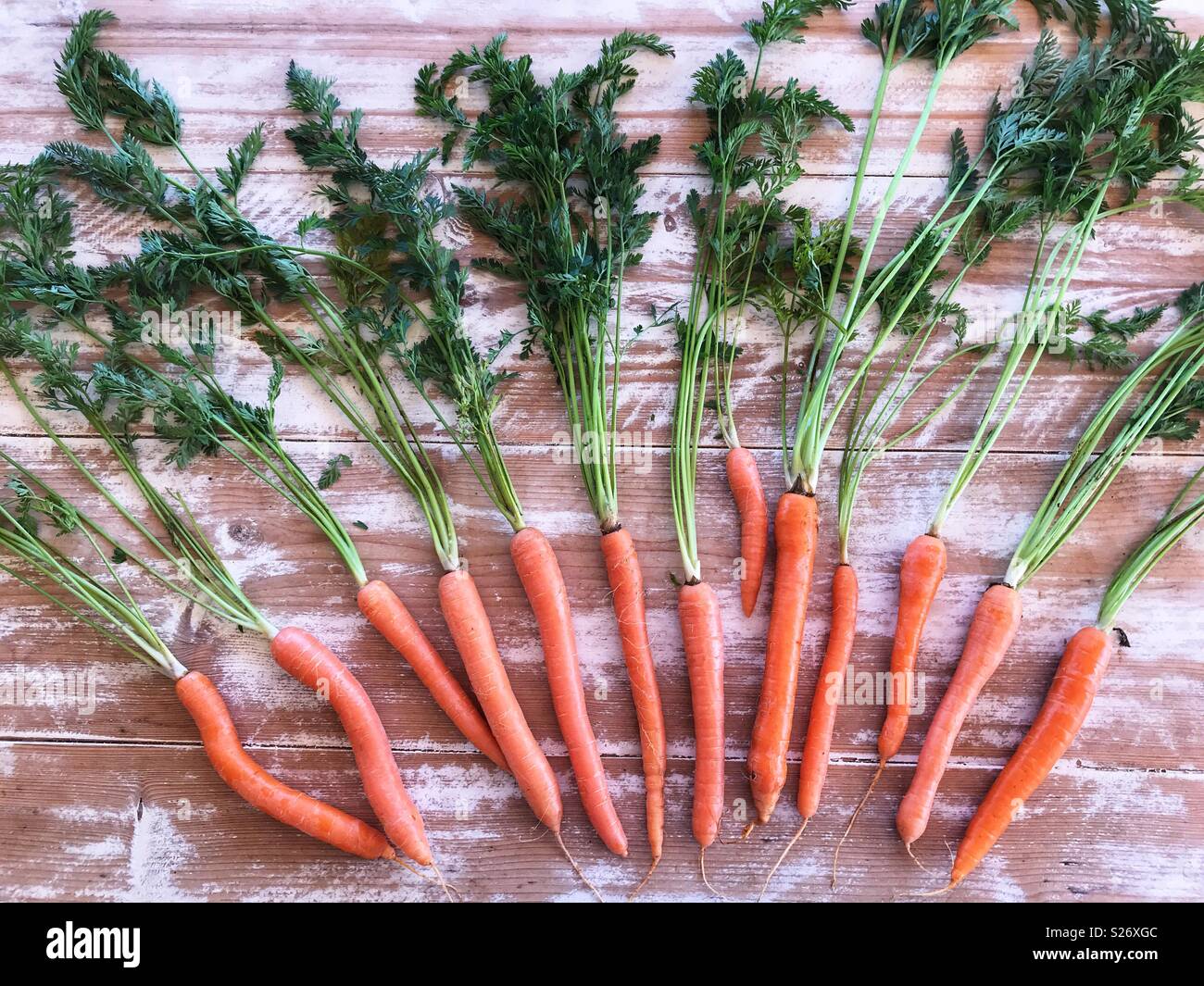 Fresh produce, organic carrots with carrot greens, high angle view ...