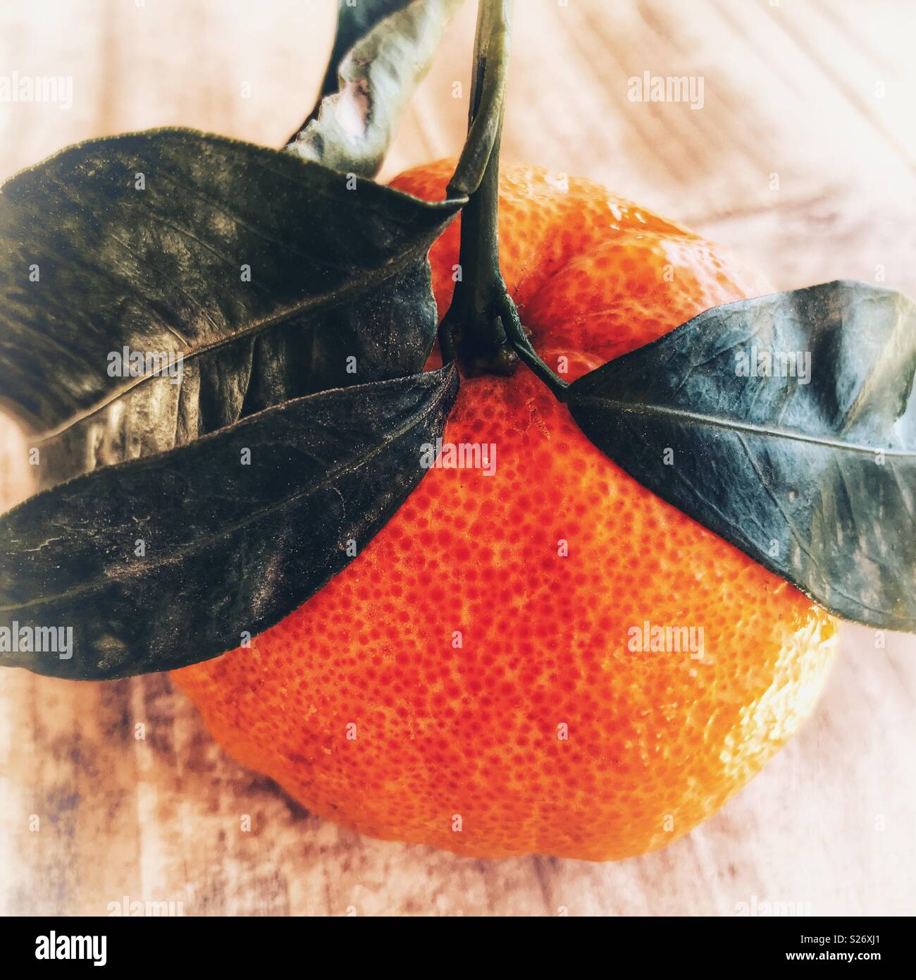 Fresh produce, freshly picked mandarin orange, close-up Stock Photo - Alamy