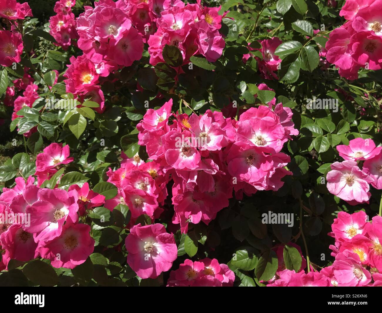 Rambling pink rose covered in blooms Stock Photo - Alamy
