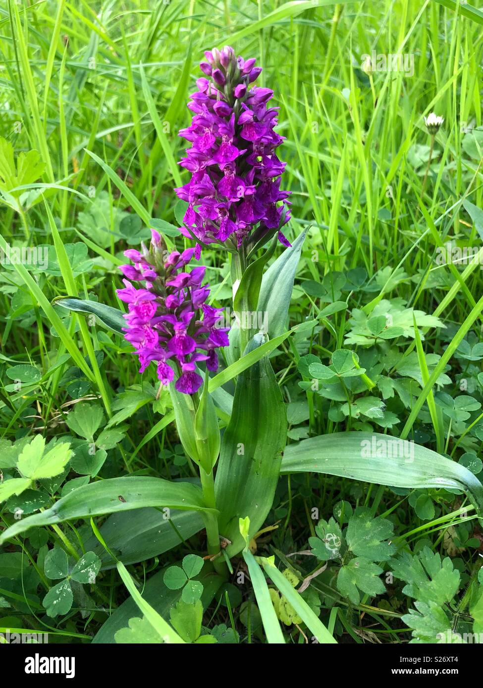 Orchids flowers hi-res stock photography and images - Alamy