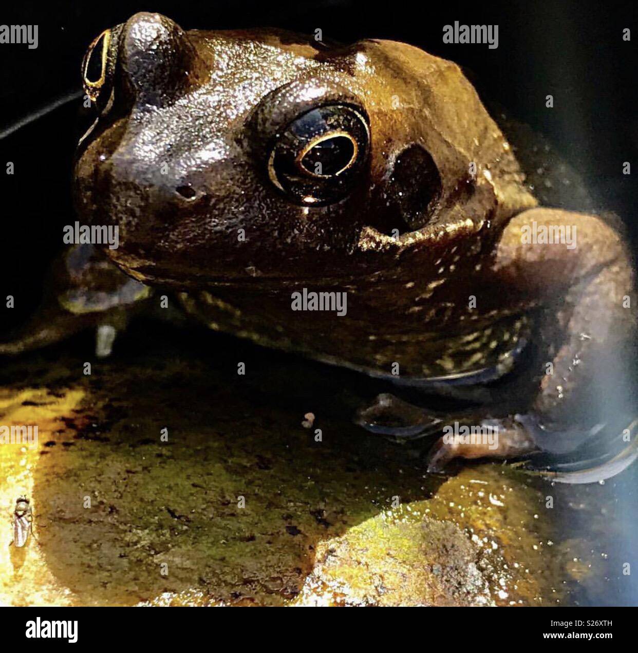 Animals sunbathing hi-res stock photography and images - Alamy