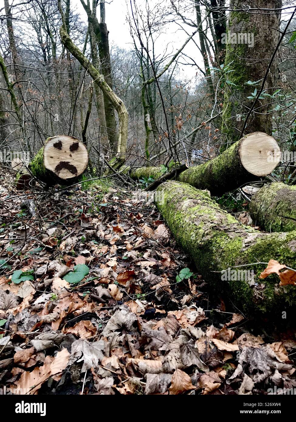 Sad Dead Trees High Resolution Stock Photography and Images - Alamy