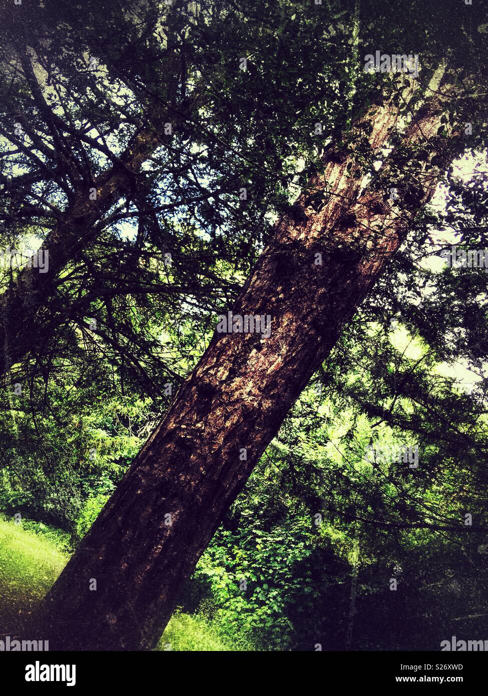 Tree features hi-res stock photography and images - Alamy