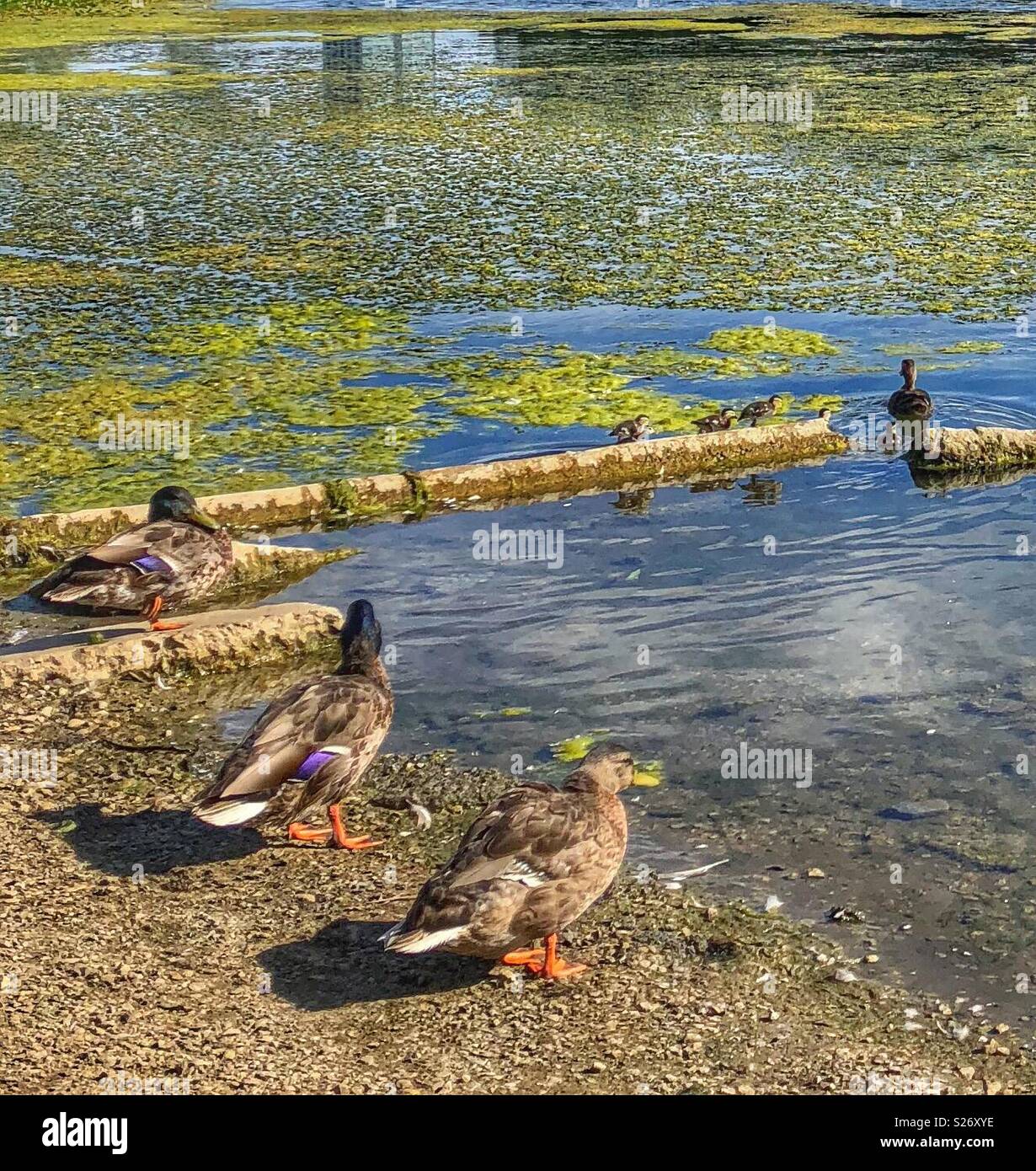 Ducks relaxing by the pond Stock Photo - Alamy