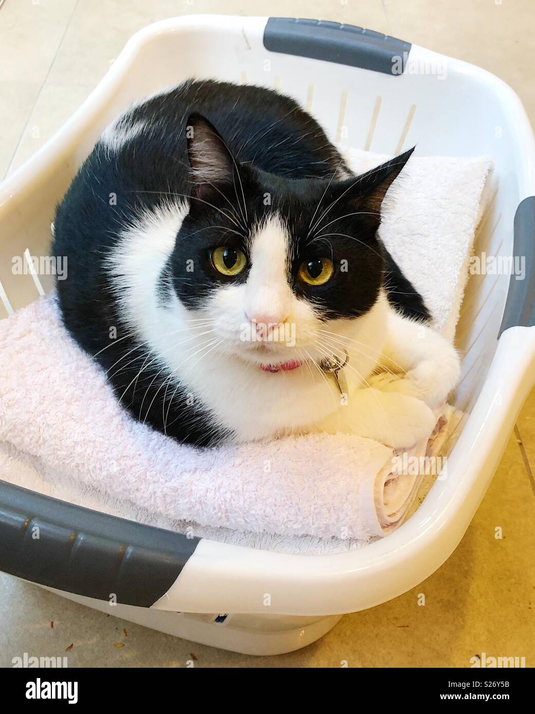 Cat in a laundry basket Stock Photo - Alamy