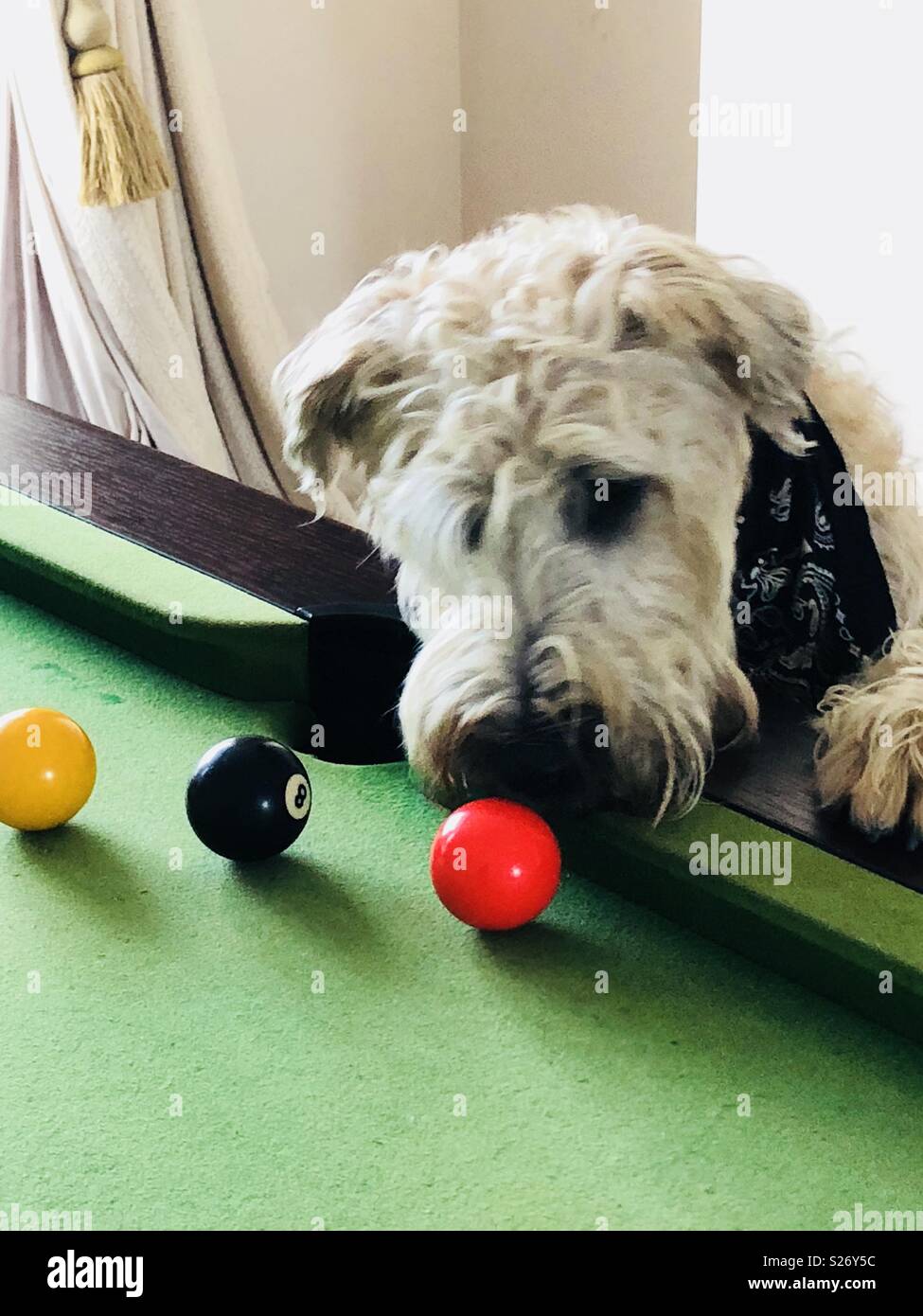 Pool playing dog Stock Photo - Alamy