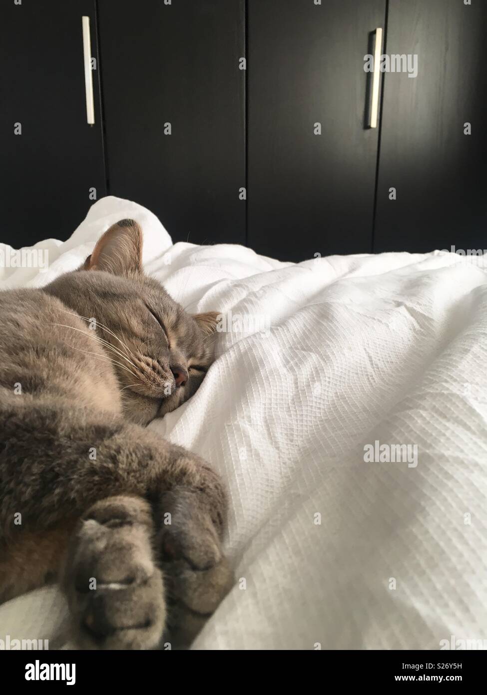 Sleeping cat on bed Stock Photo - Alamy