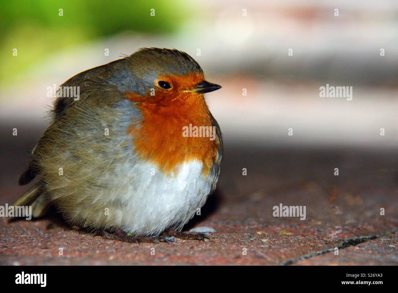 Plump robin hi-res stock photography and images - Alamy