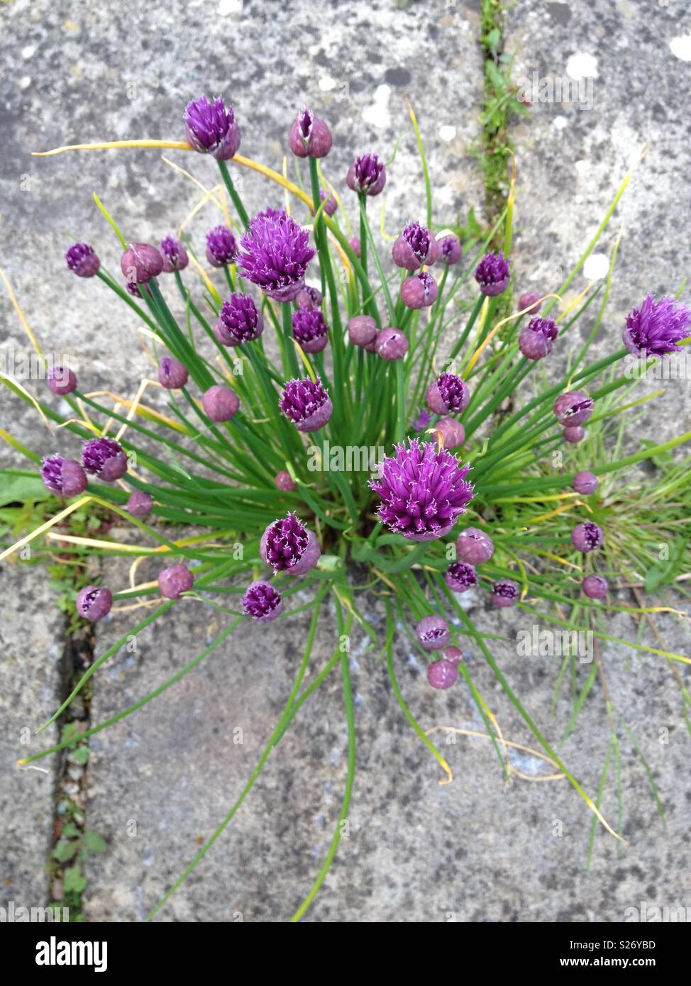 Homegrown chives hi-res stock photography and images - Alamy