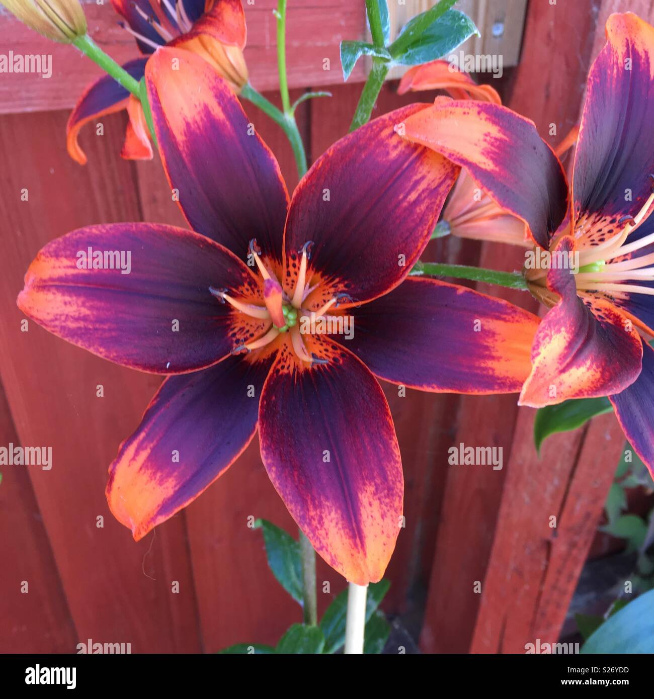 Colourful lillies hi-res stock photography and images - Alamy