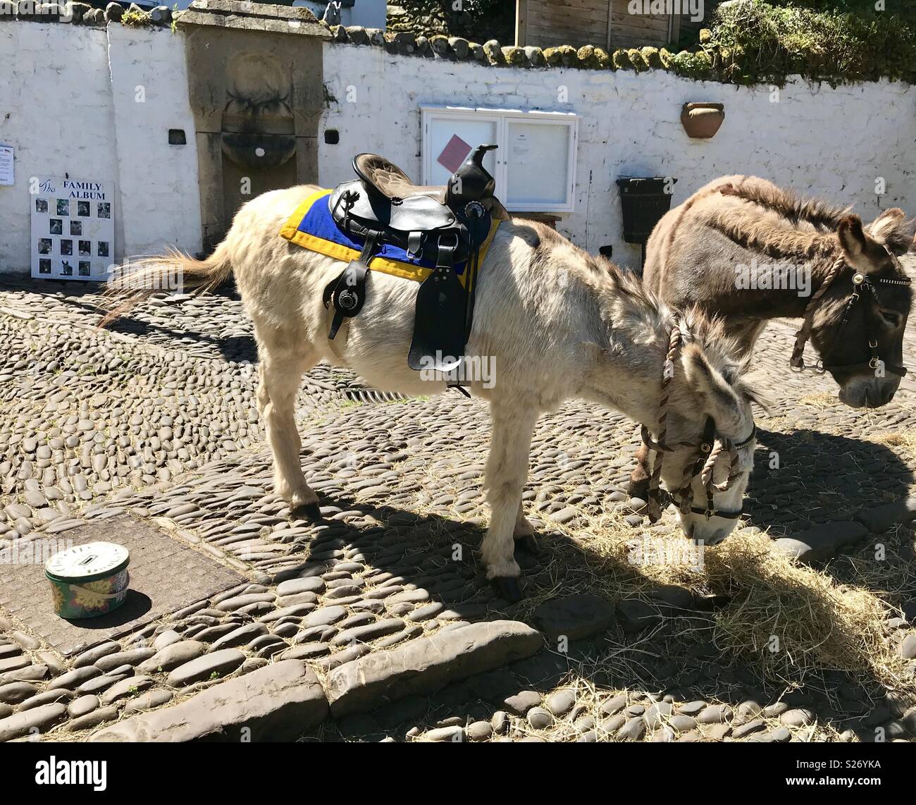 Donkey uk history hi-res stock photography and images - Alamy