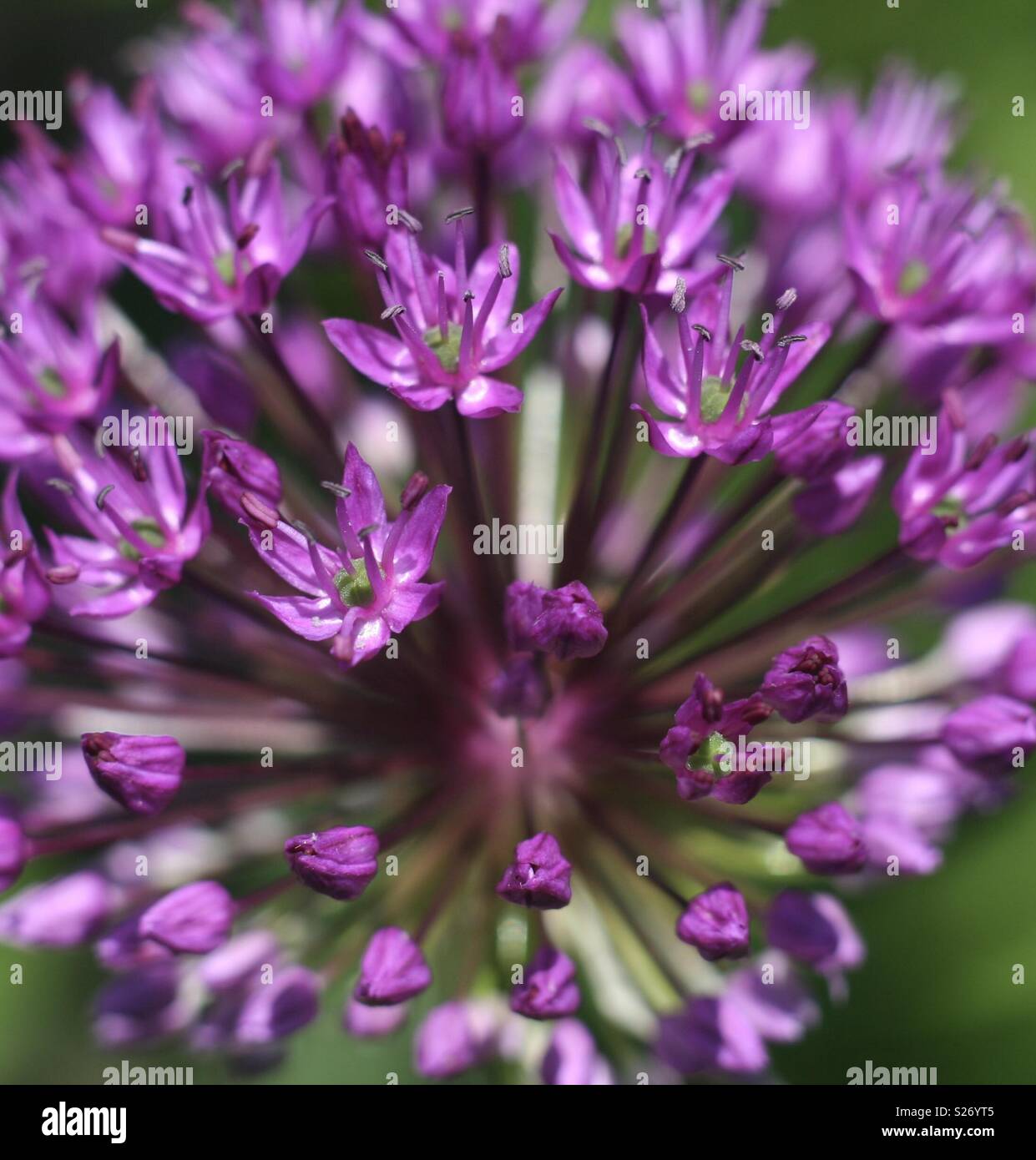 Purple bulb hi-res stock photography and images - Alamy