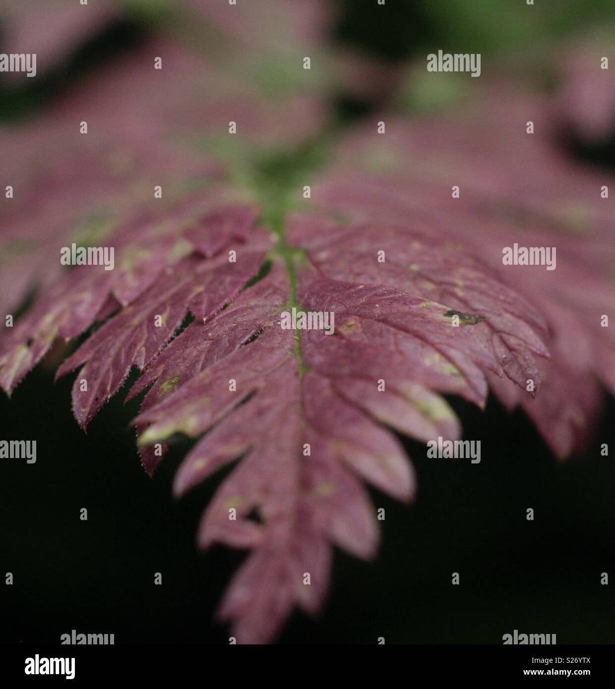 Leaf up close Stock Photo - Alamy