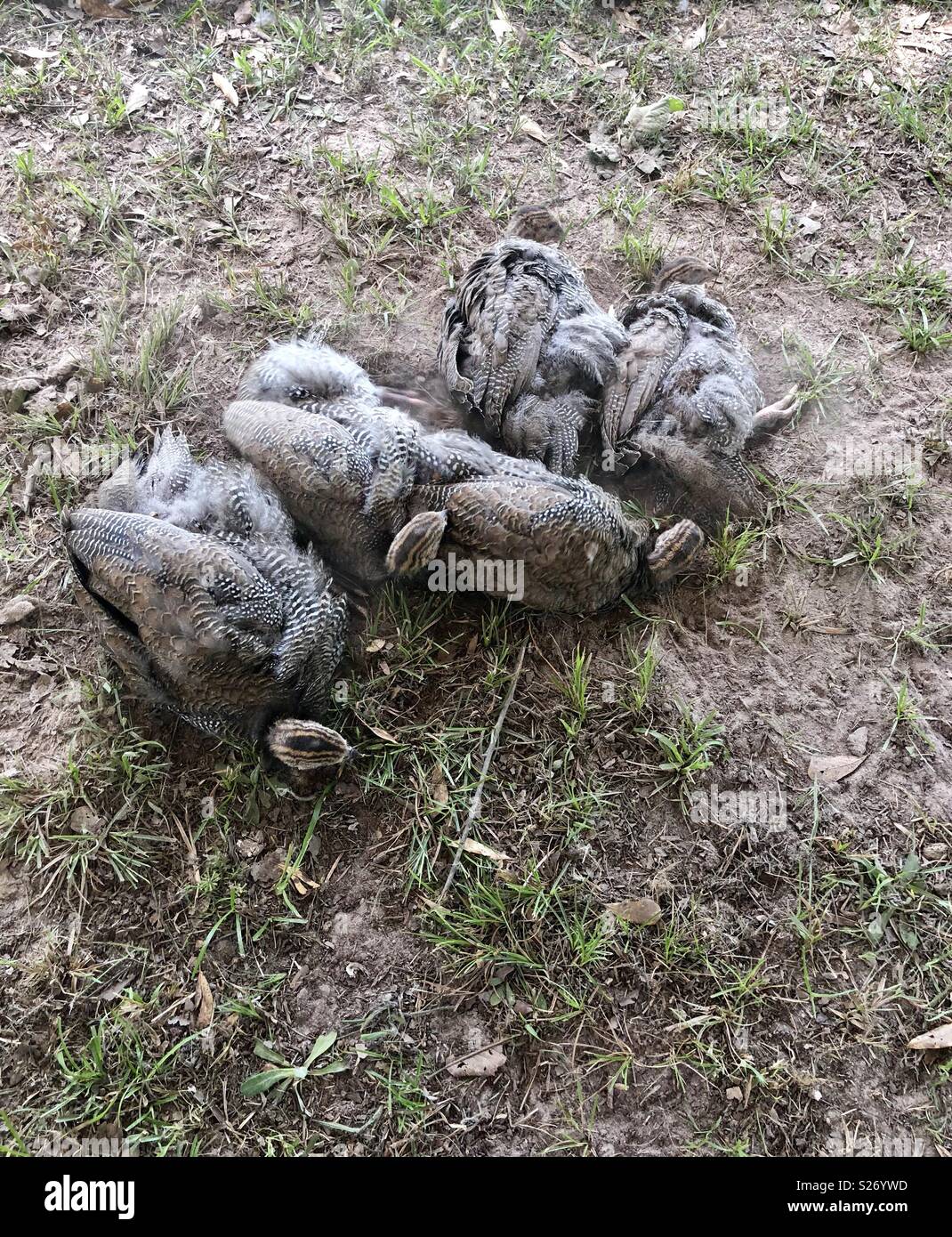 Guinea fowl keets at nearly six weeks old, dust bathing Stock Photo - Alamy