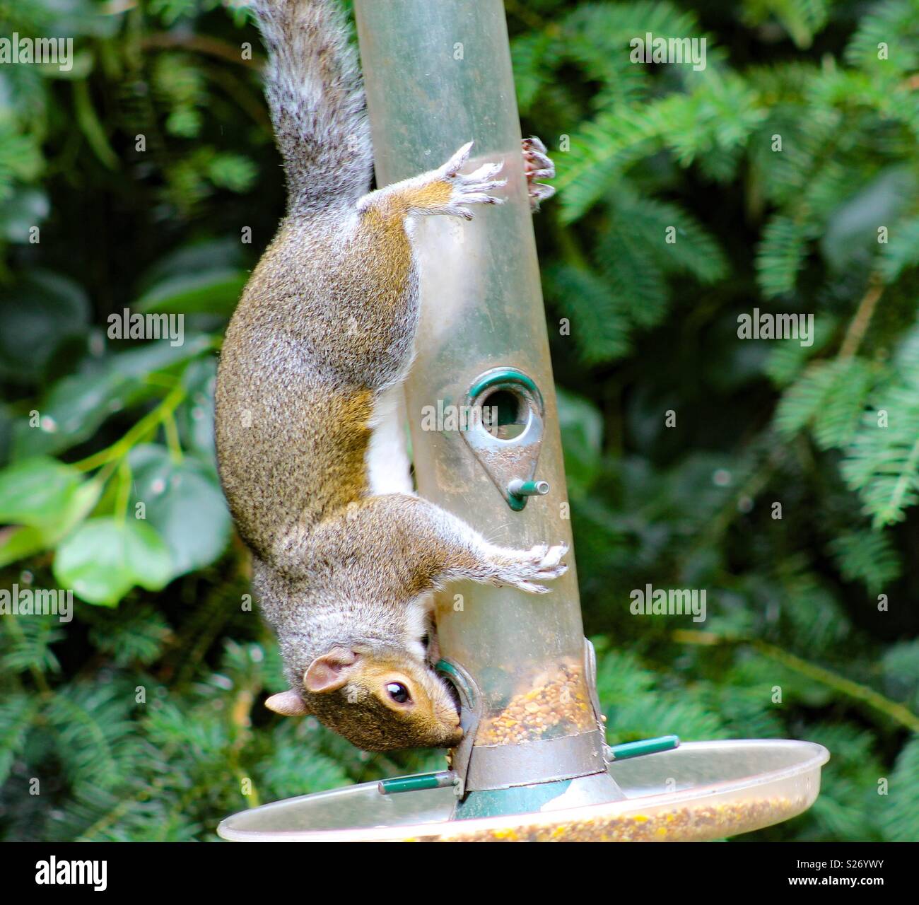 Acrobatic squirrel hi-res stock photography and images - Alamy