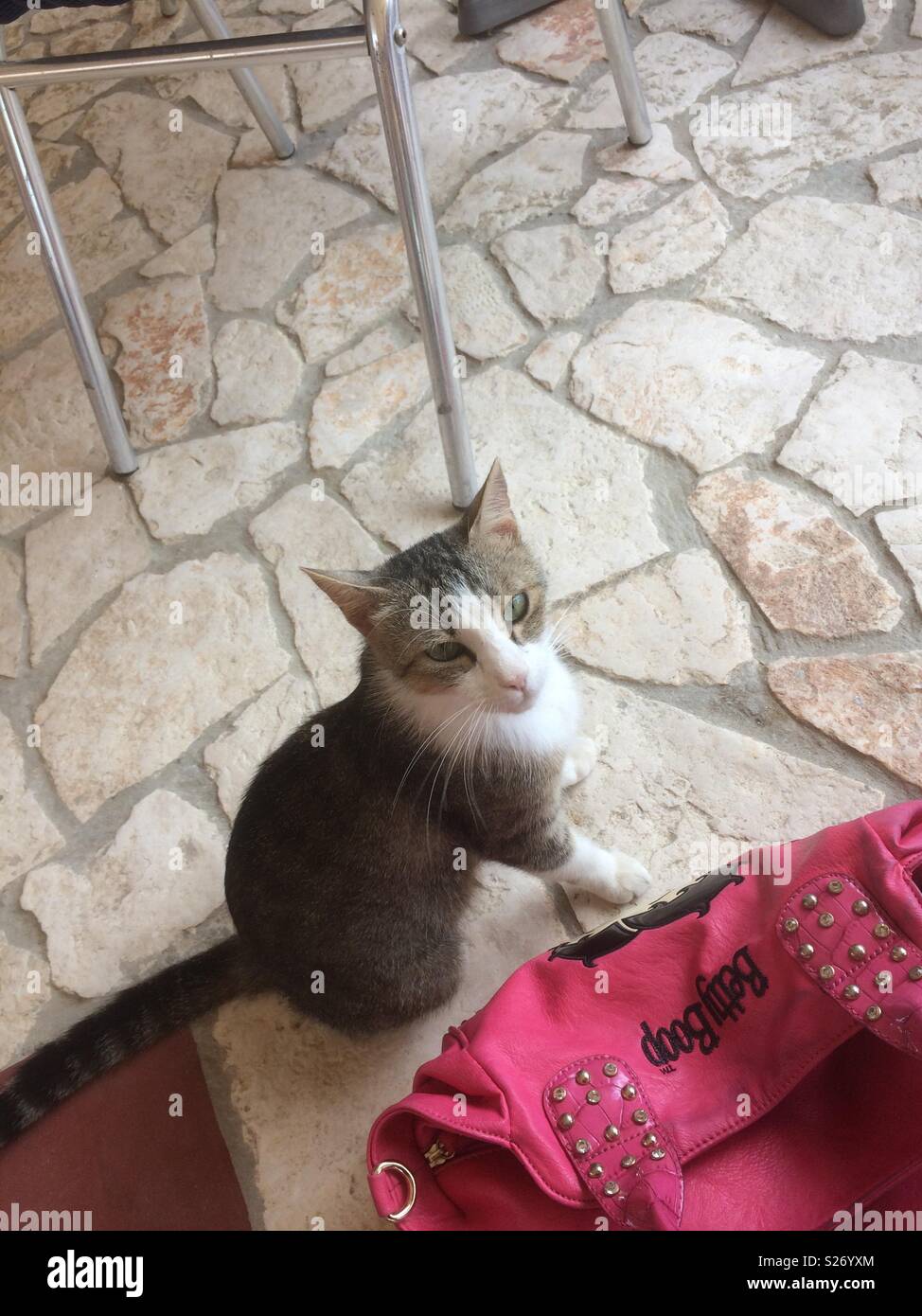 Cat wanting lunch Stock Photo - Alamy