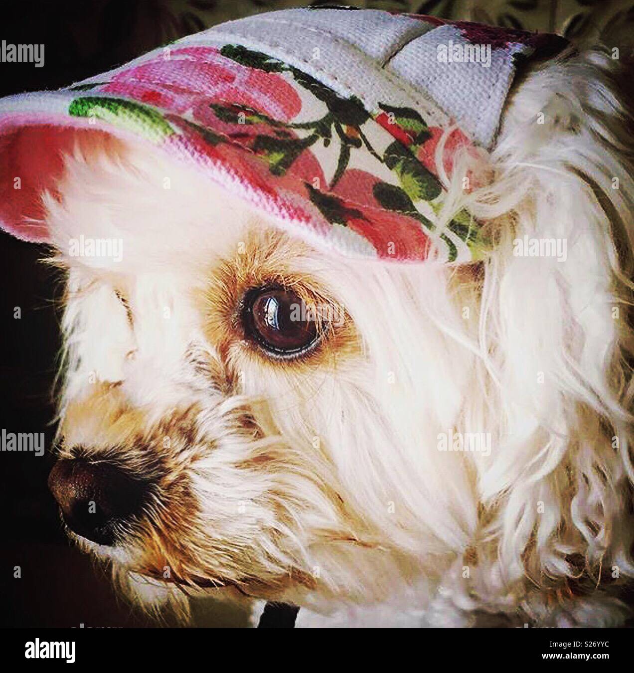 Cavapoo In The Sun High Resolution Stock Photography and Images - Alamy