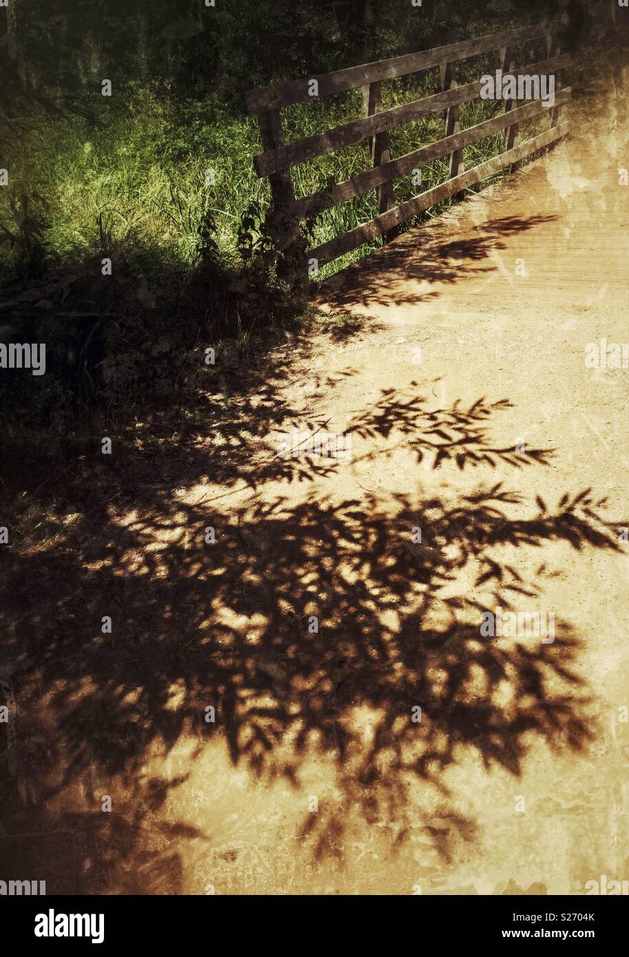 Leaves shadows trees hi-res stock photography and images - Alamy