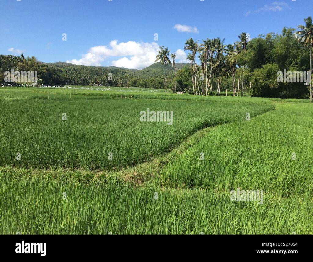 Tropical rice paddy field Stock Photo - Alamy