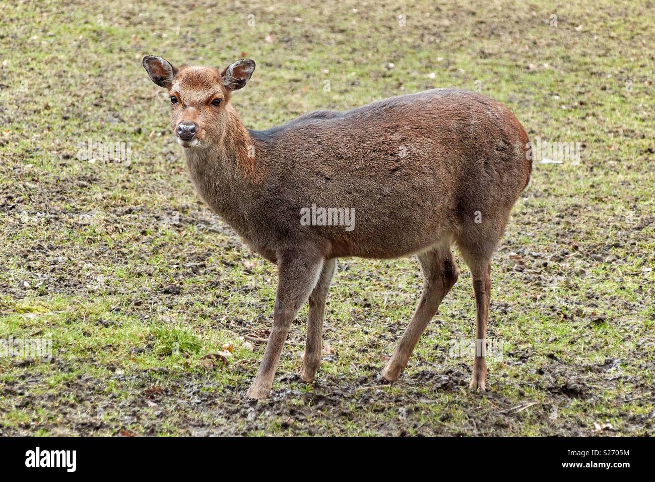 a doe stands on a meadow and looks into the camera. Profile Picture as ...