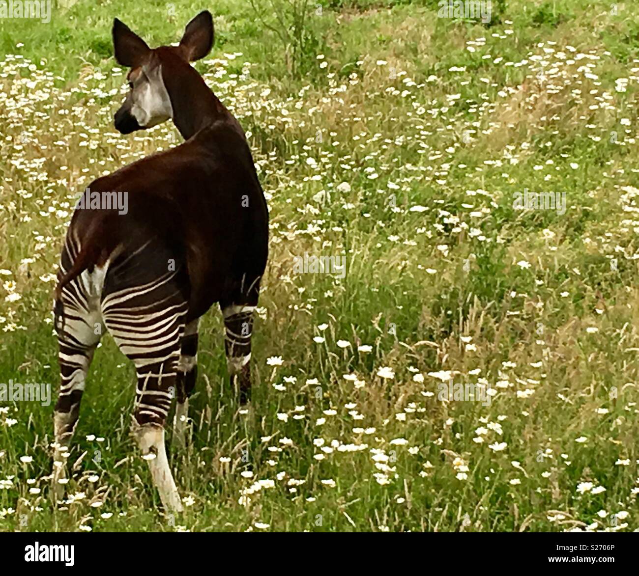 Okapi In The Wild