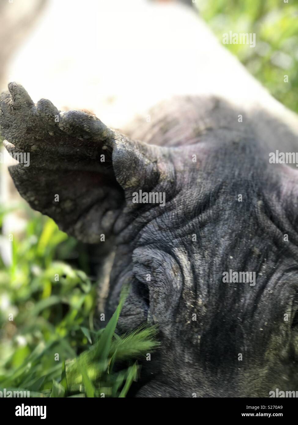 Pig face hi-res stock photography and images - Alamy