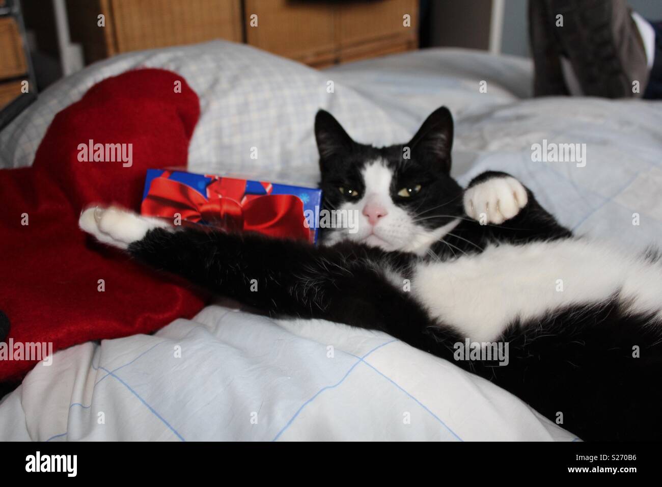 Chilled Cat High Resolution Stock Photography and Images - Alamy