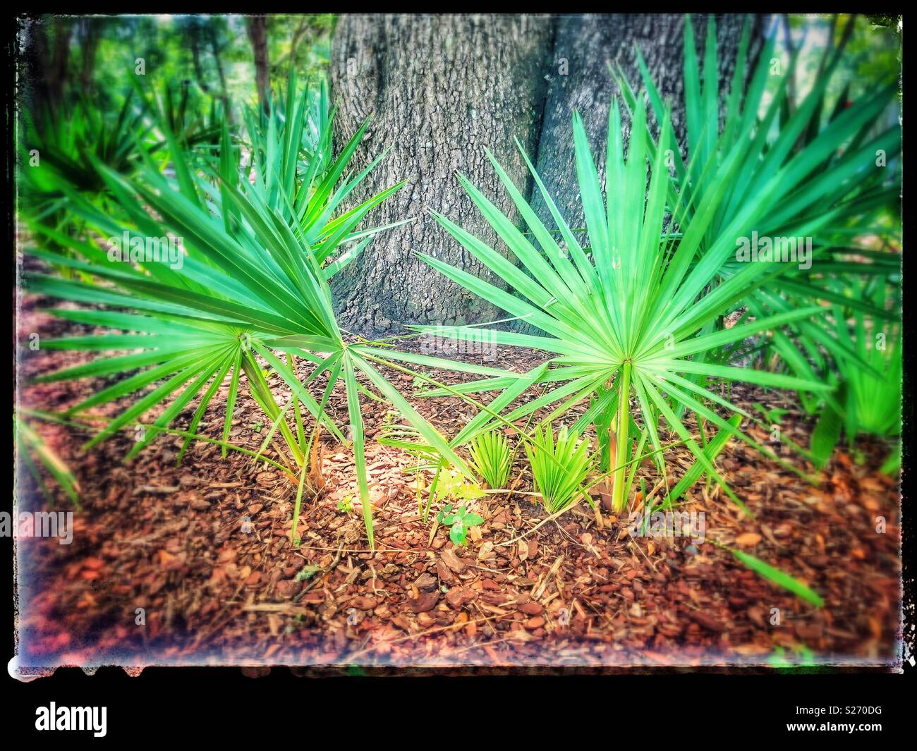 Palmettos hi-res stock photography and images - Alamy