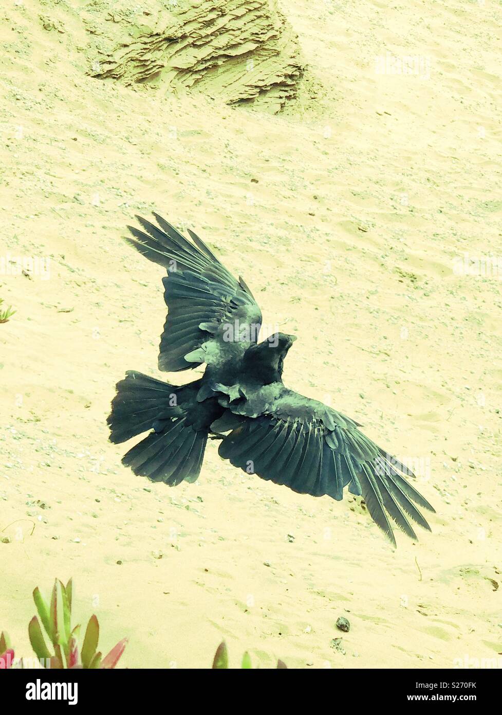 Emerald green raven of wisdom soars aloft the sandy coastal desert ...