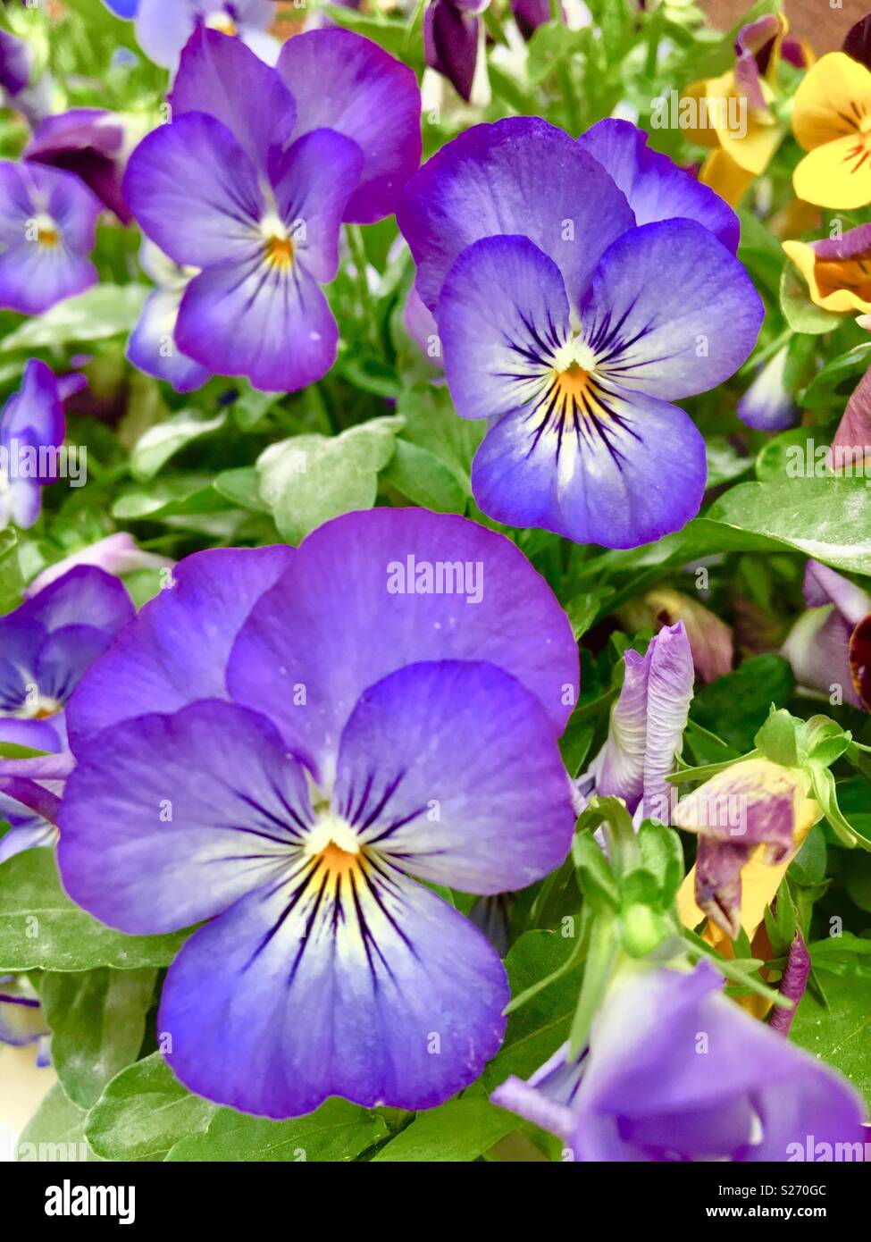 Purple summer flowers hi-res stock photography and images - Alamy