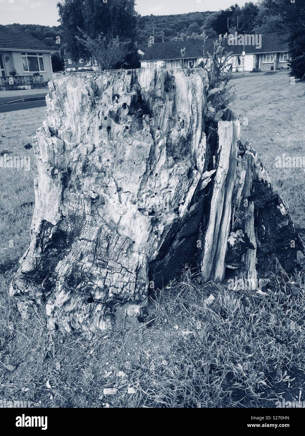 Old tree stump hi-res stock photography and images - Alamy