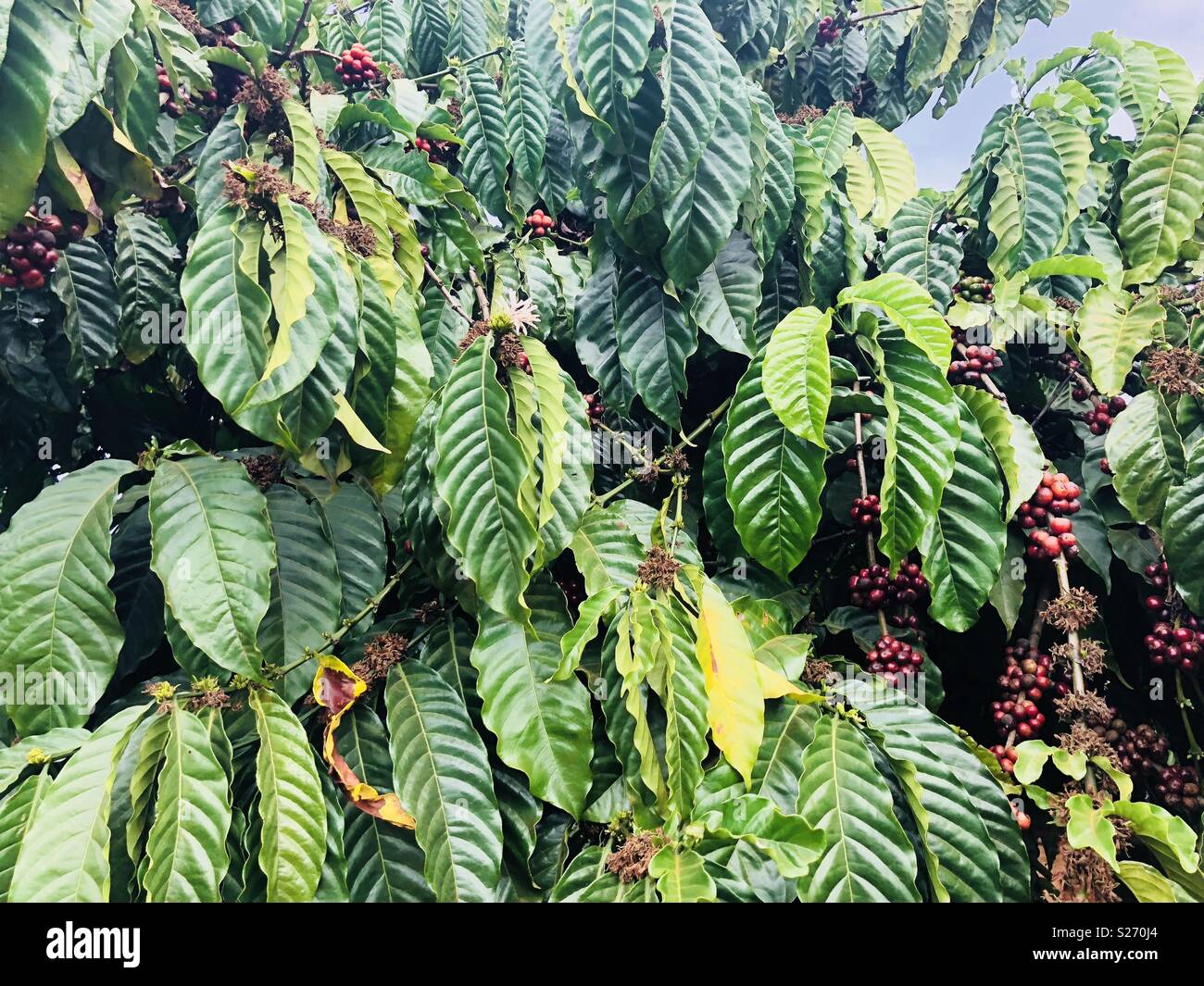Robusta Coffee Plantation High Resolution Stock Photography and Images ...