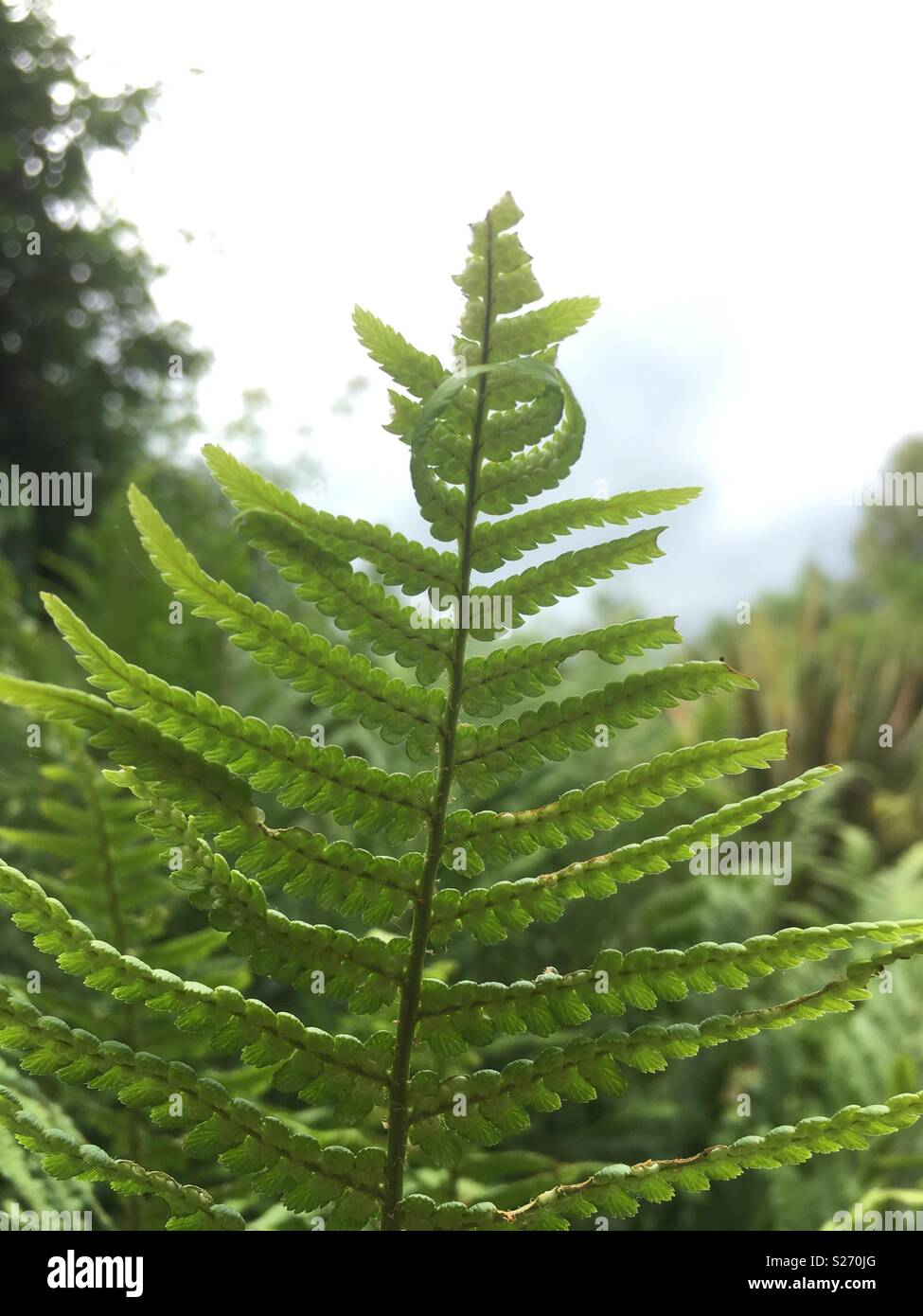 Underside fern hi-res stock photography and images - Alamy