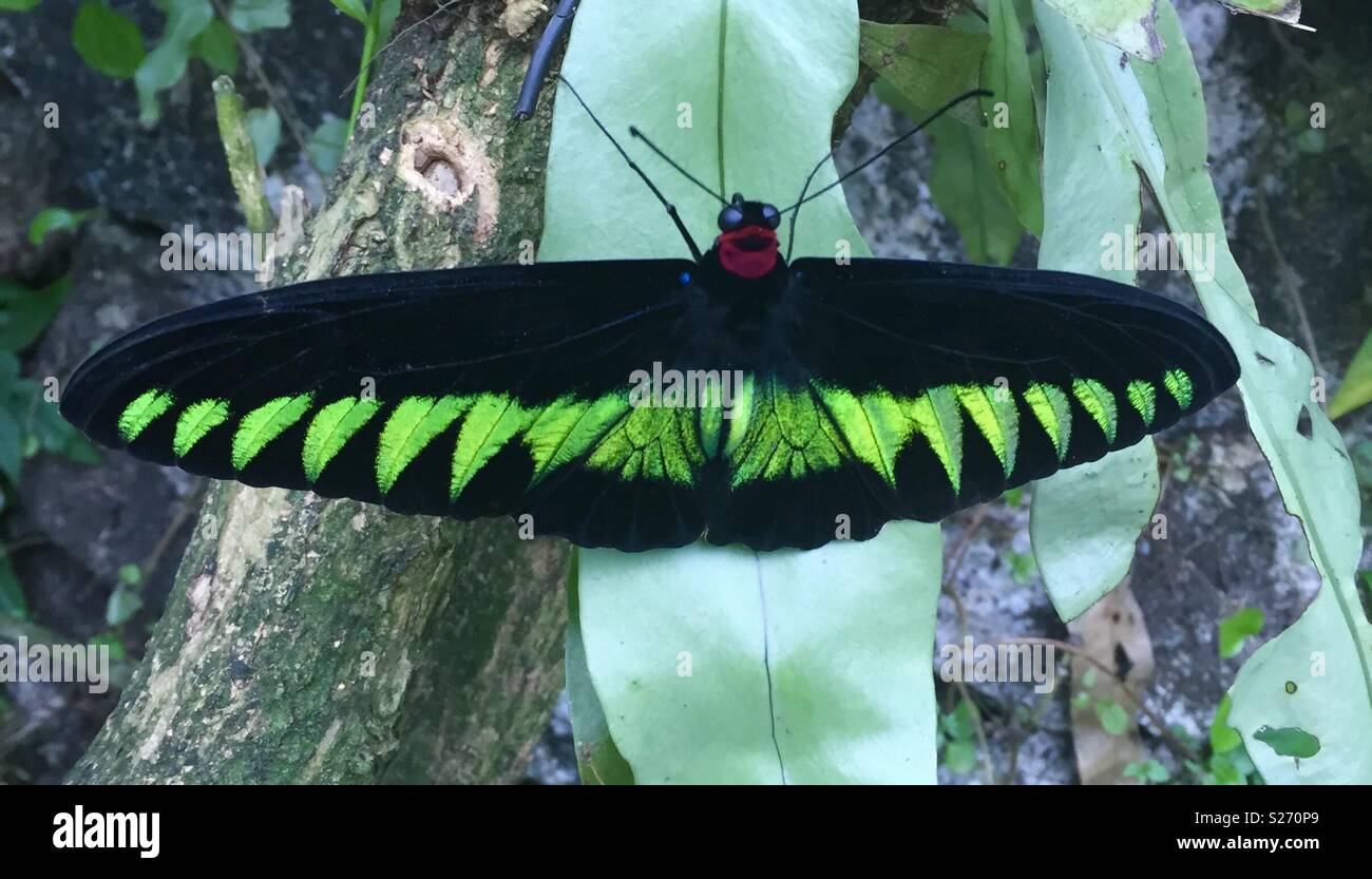 Butterfly Wingspan High Resolution Stock Photography and Images - Alamy