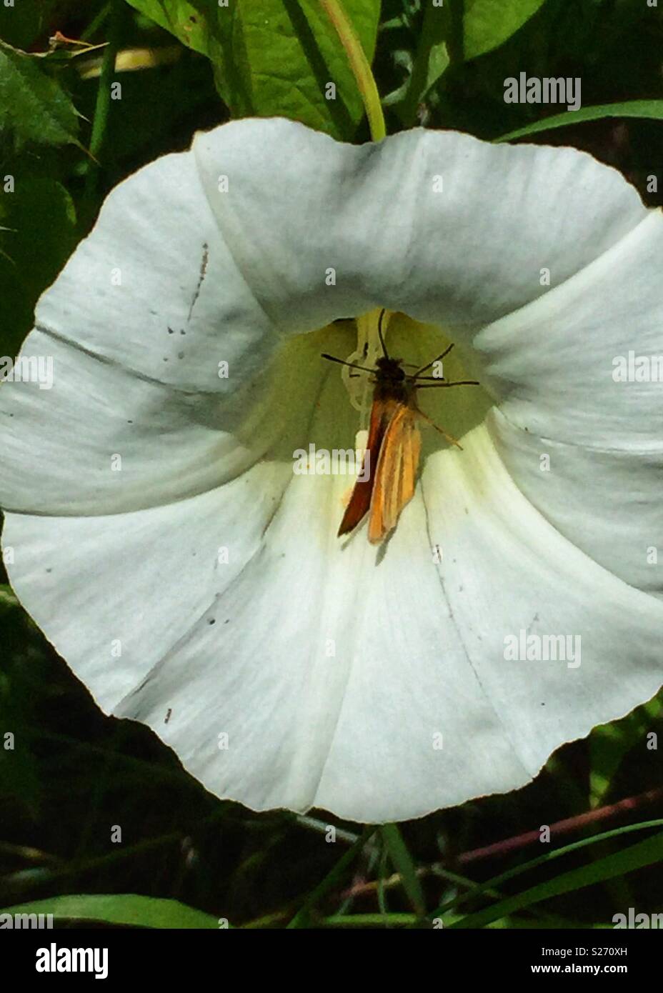 Inside flower hi-res stock photography and images - Alamy