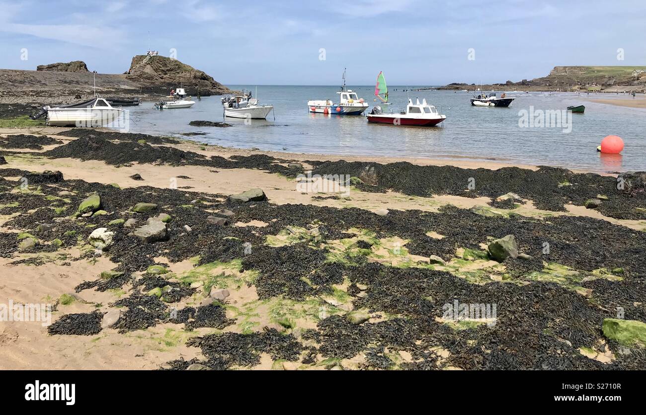 Compass cove devon hi-res stock photography and images - Alamy